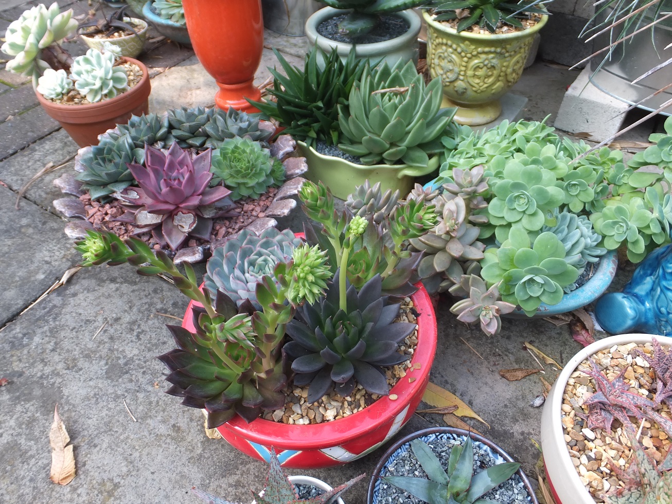 Alternative Eden Exotic Garden: 2015