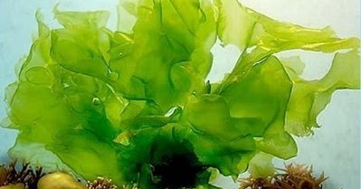 biologia&vida: TALÓFITAS