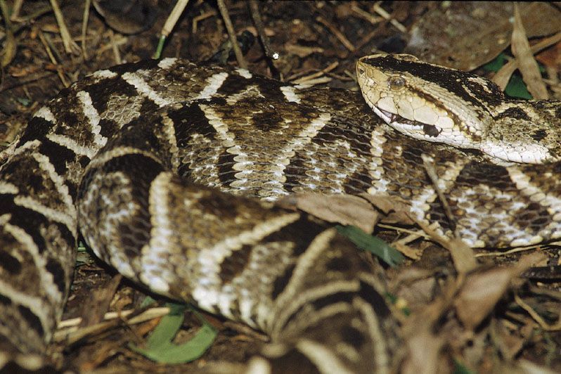 CUENTOS E HISTORIAS DE LA SELVA: L A S H U S H U PE