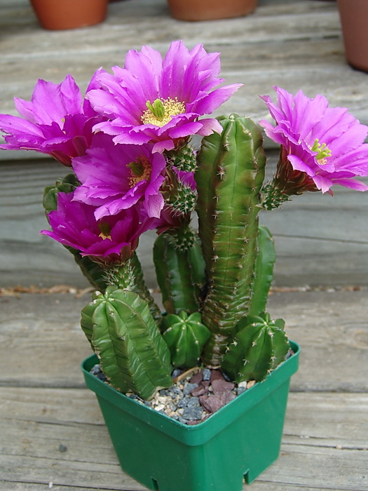 Cactus Hill Adventures: The Flowering Cucumber Cactus
