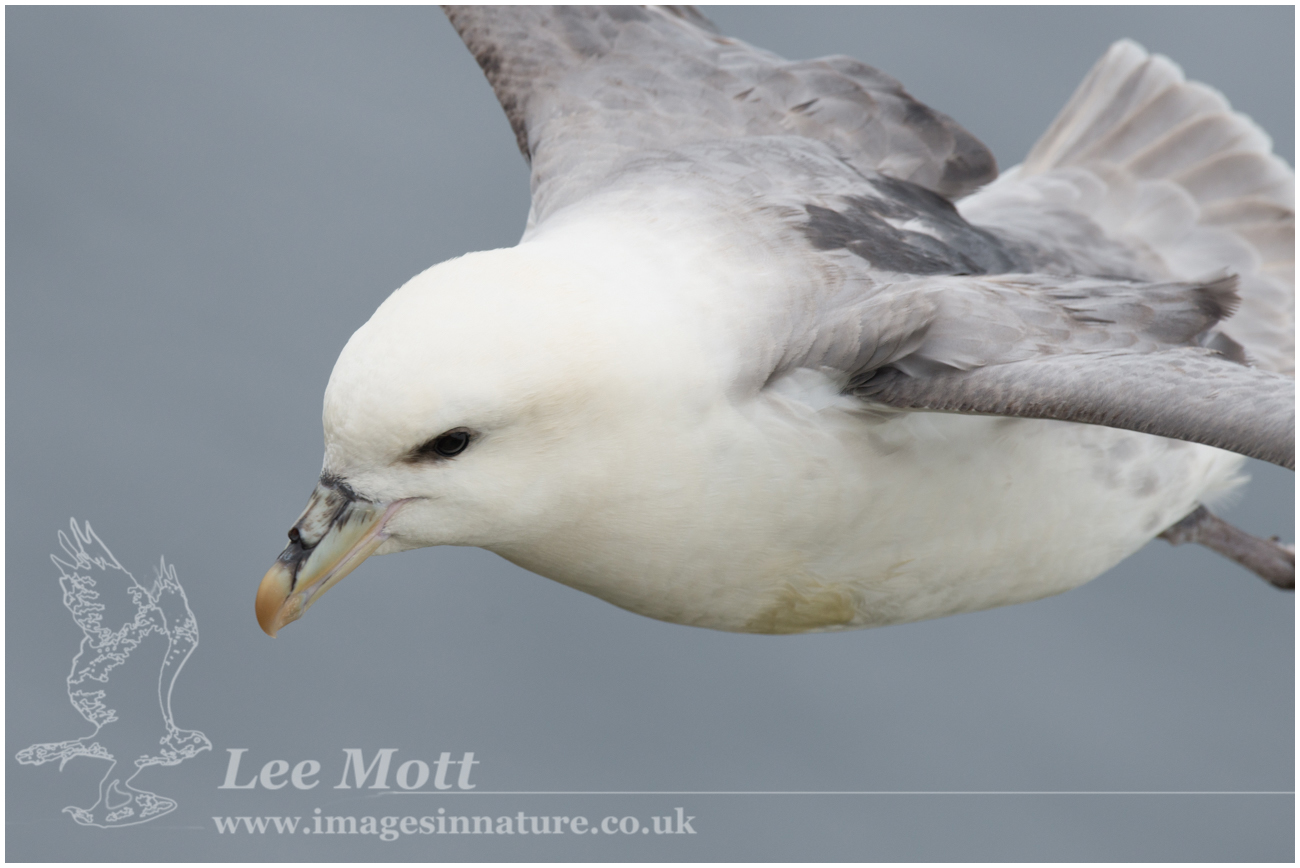 Lee Mott Photography