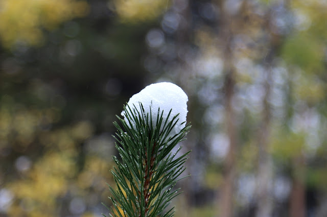 A photo, A thought............: Observation: Snow abstract....