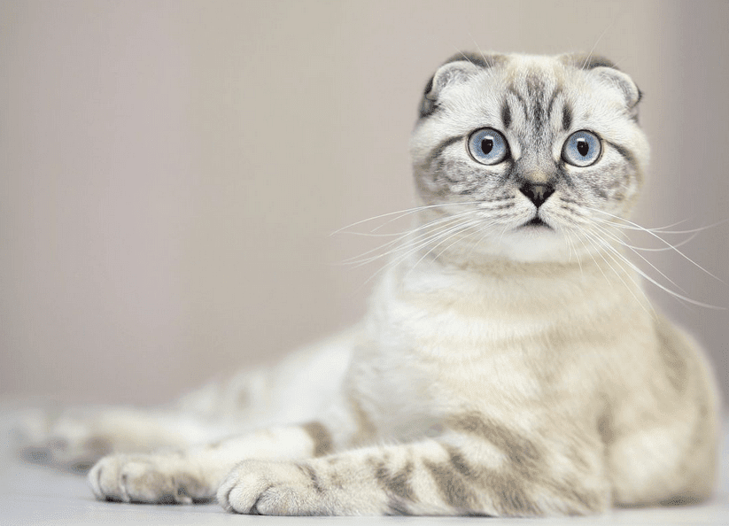 45+ Jenis-Jenis Kucing Peliharaan Terpopuler dan Gambarnya - InfoAkurat.com