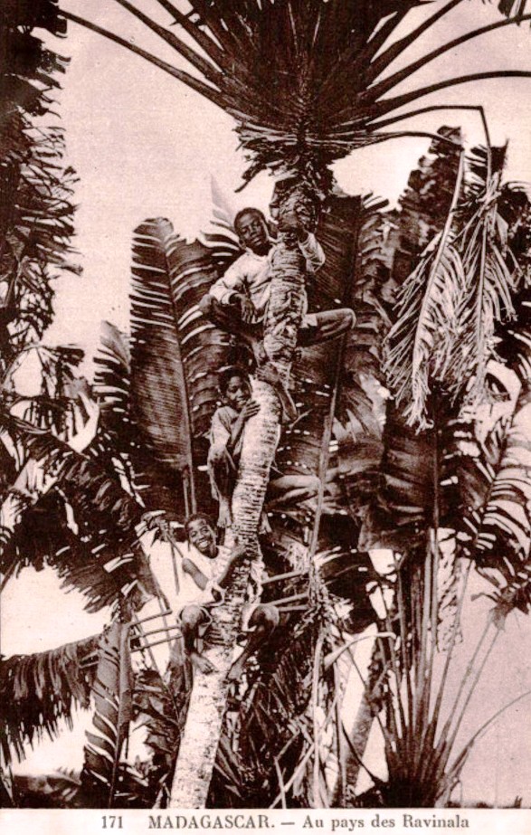 "S" obéit et "R" agit: Ravinala madagascariensis