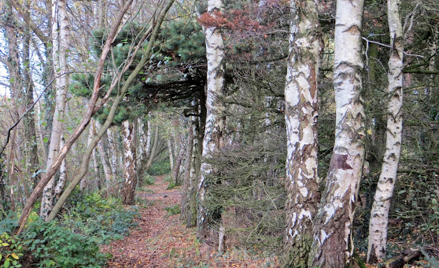 sconzani: Cheshire walks: Shakerley Mere