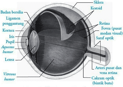 Lensa Mata Dan Fungsi Bagian Mata Yang Lain - Biologisites