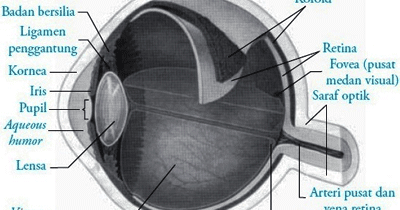 Lensa Mata Dan Fungsi Bagian Mata Yang Lain - Biologisites