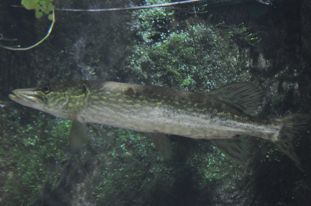 ZOOTOGRAFIANDO (6.096 ANIMALS): LUCIO EUROPEO / NORTHERN PIKE (Esox lucius)