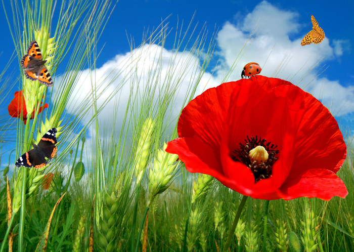 Natura in culorile florilor si fluturilor: Floarea soarelui si macul