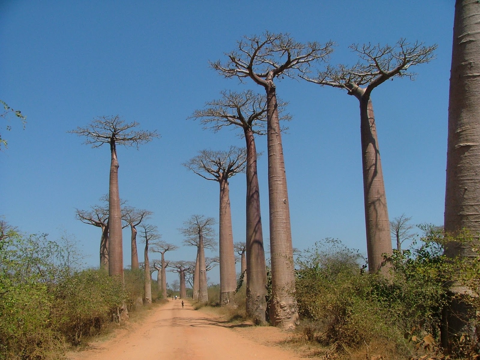 Madagascar Dilann Tours: Madagascar s'engage pour un tourisme durable ...