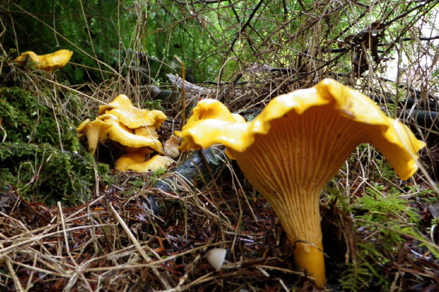 Off-Grid Home Sweet Home: The Enchanting Chanterelle…