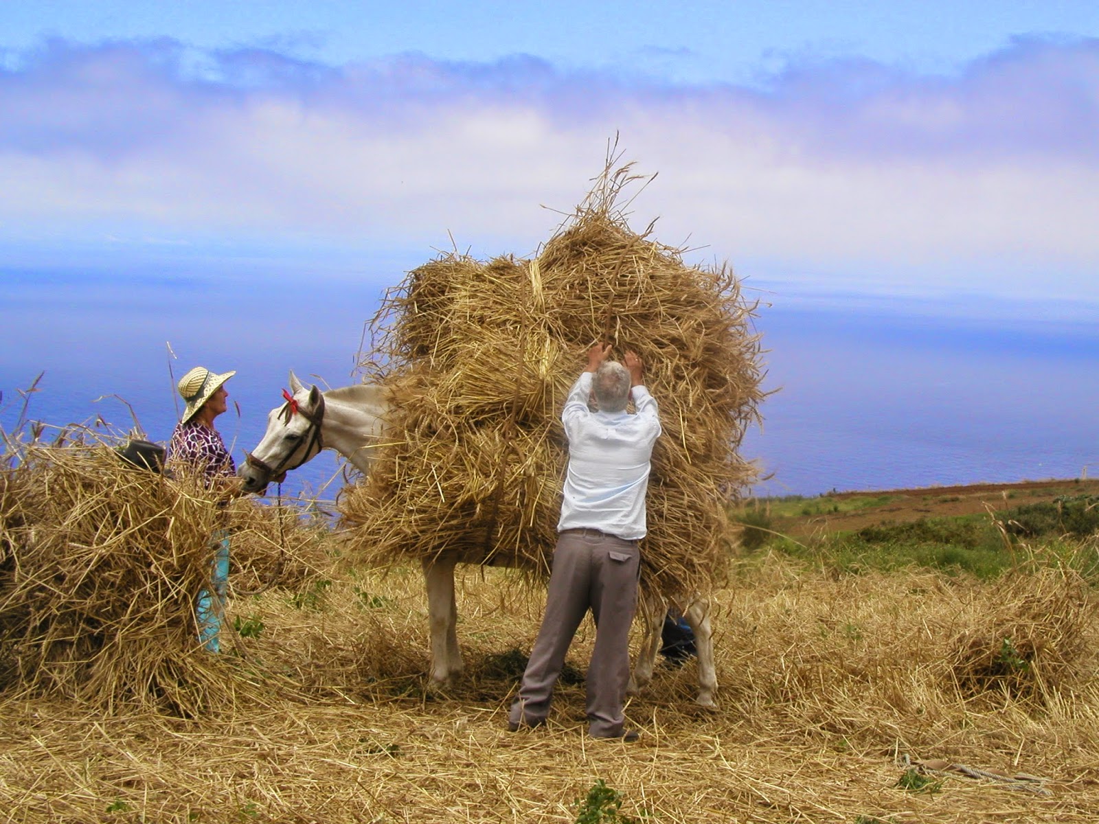 DIARIO DEL VALLE : LA TRADICIÓN DE LA SIEGA DEL TRIGO TIENE UNA CITA ...