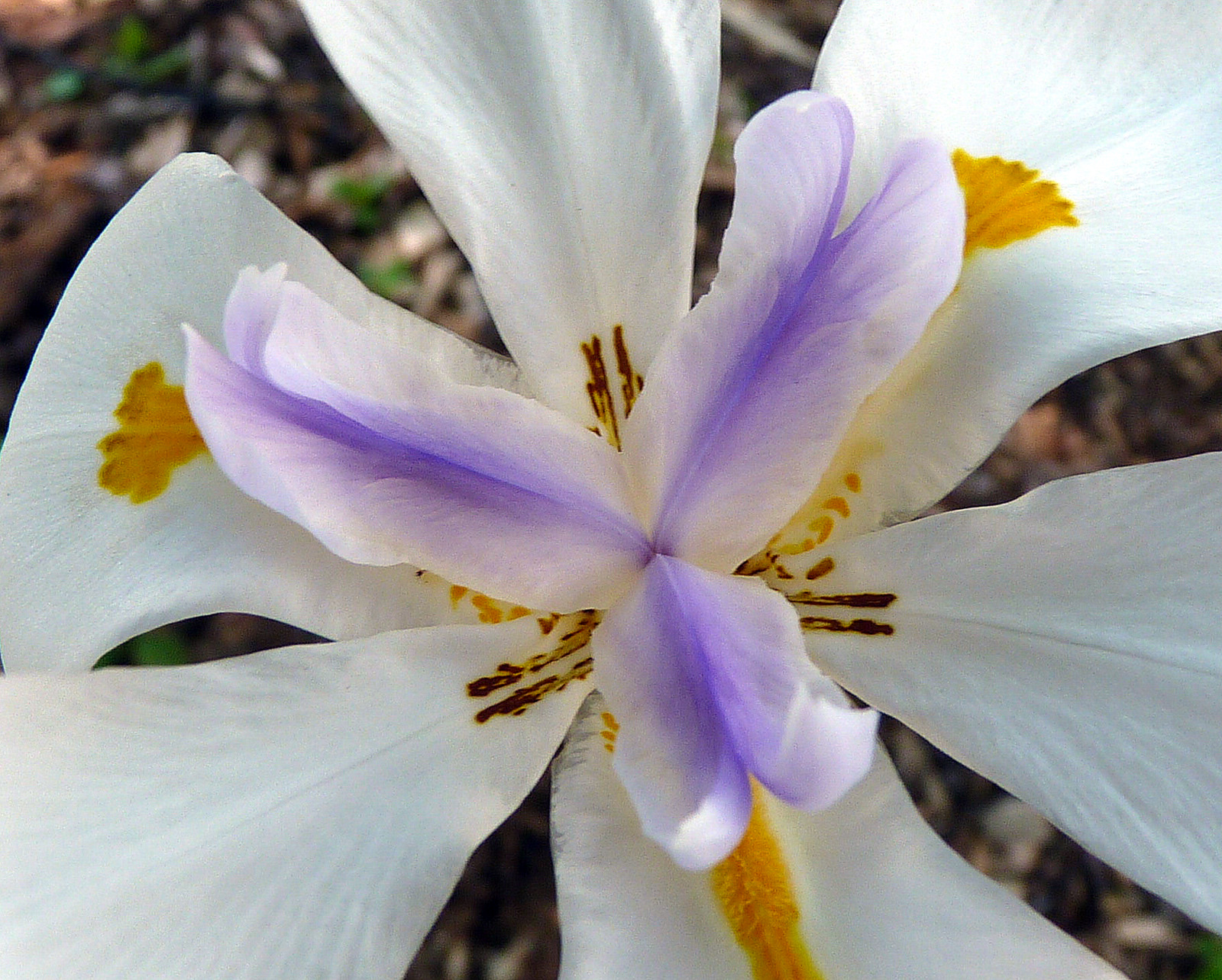 My Florida Backyard: Iris