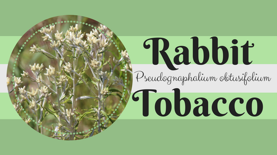 Bat Lady Herbals: Rabbit Tobacco