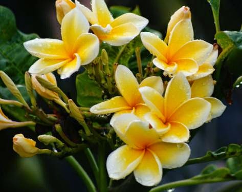 Jual aneka pohon kamboja (plumeria) | KUNING, PUTIH, PING, MERAH FANTA ...