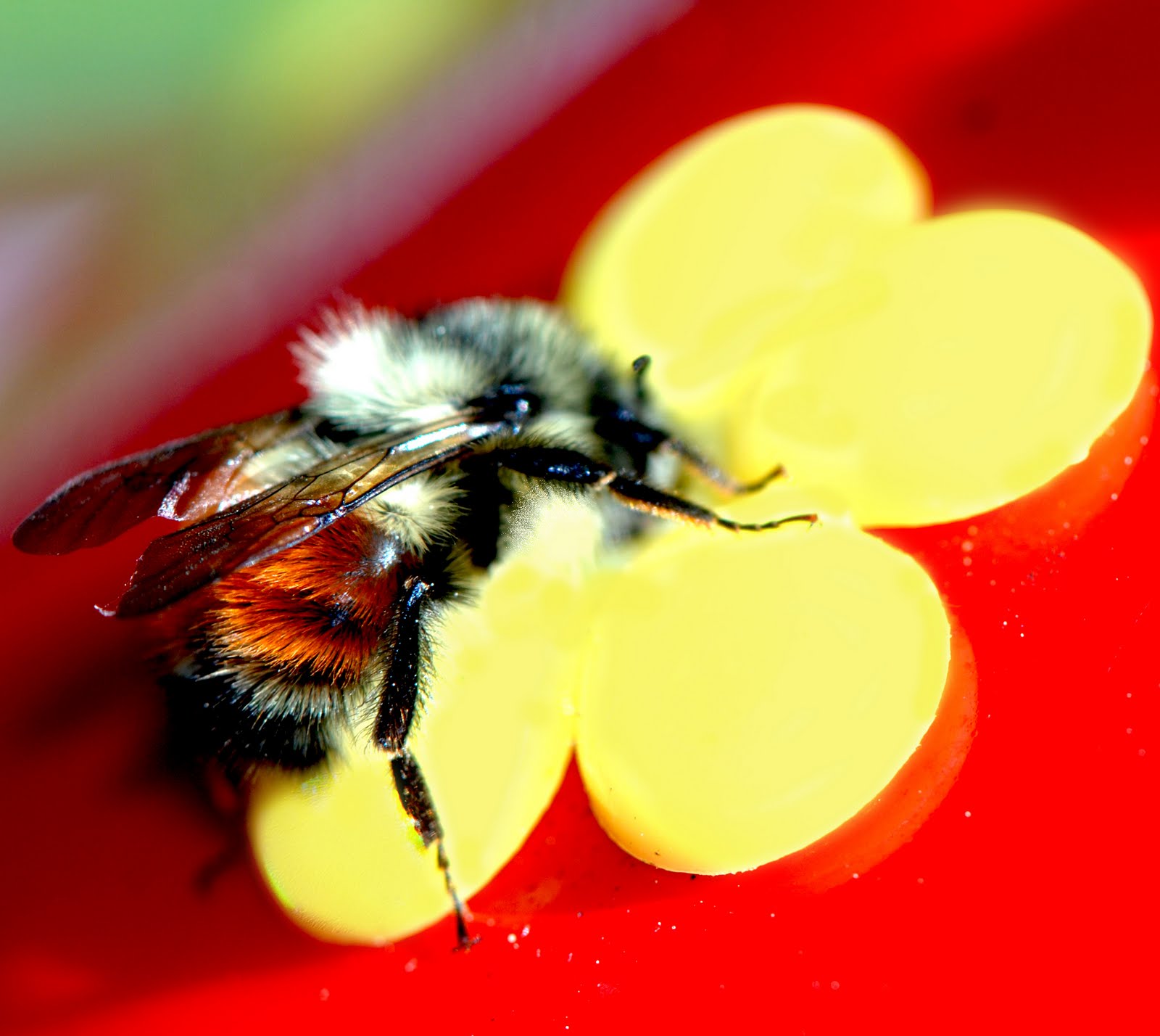 marie z johansen: Four Little Bees All In A Row