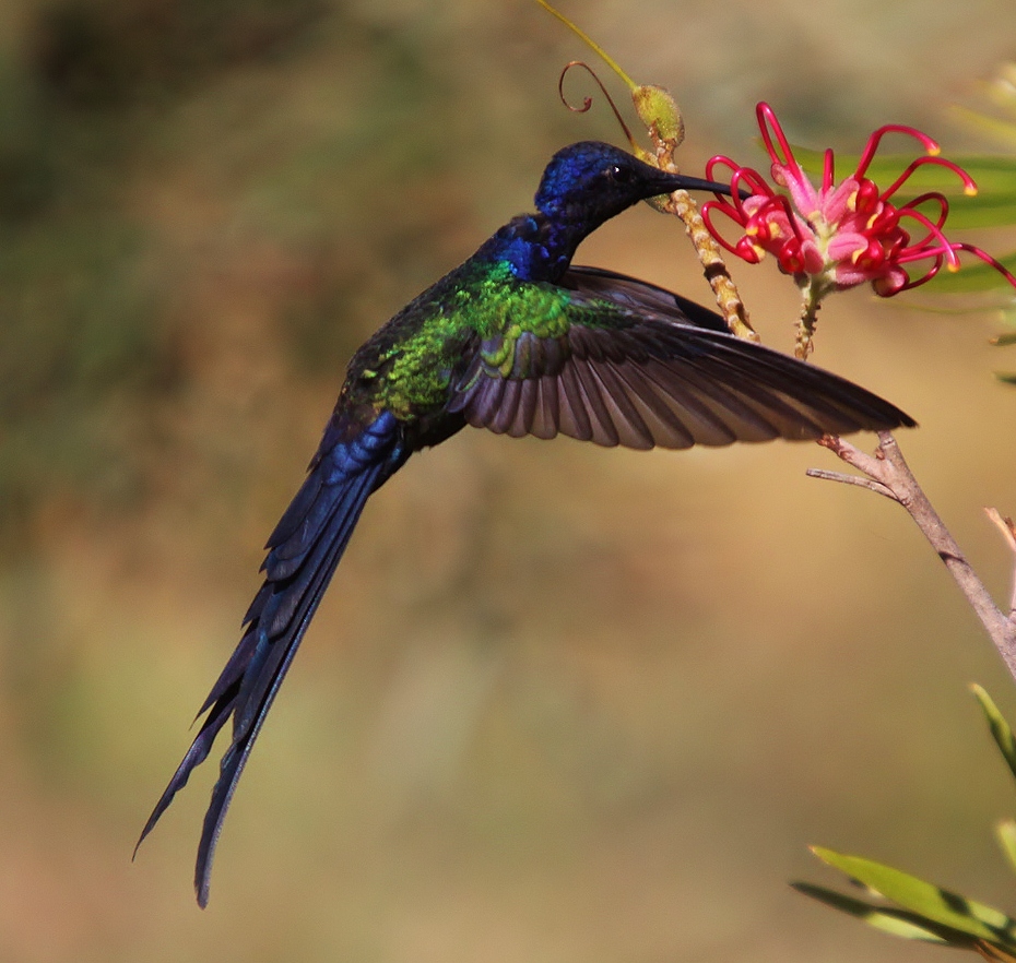 Birds of the World: Swallow-tailed hummingbird
