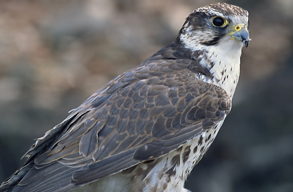 Image Gallary 9: beautiful falcon pictures