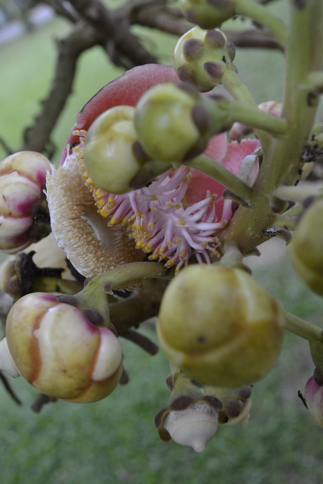 Love is all around: Bunga Kat Batang Pokok?