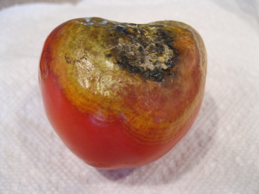Plants and Stones: Buckeye Rot
