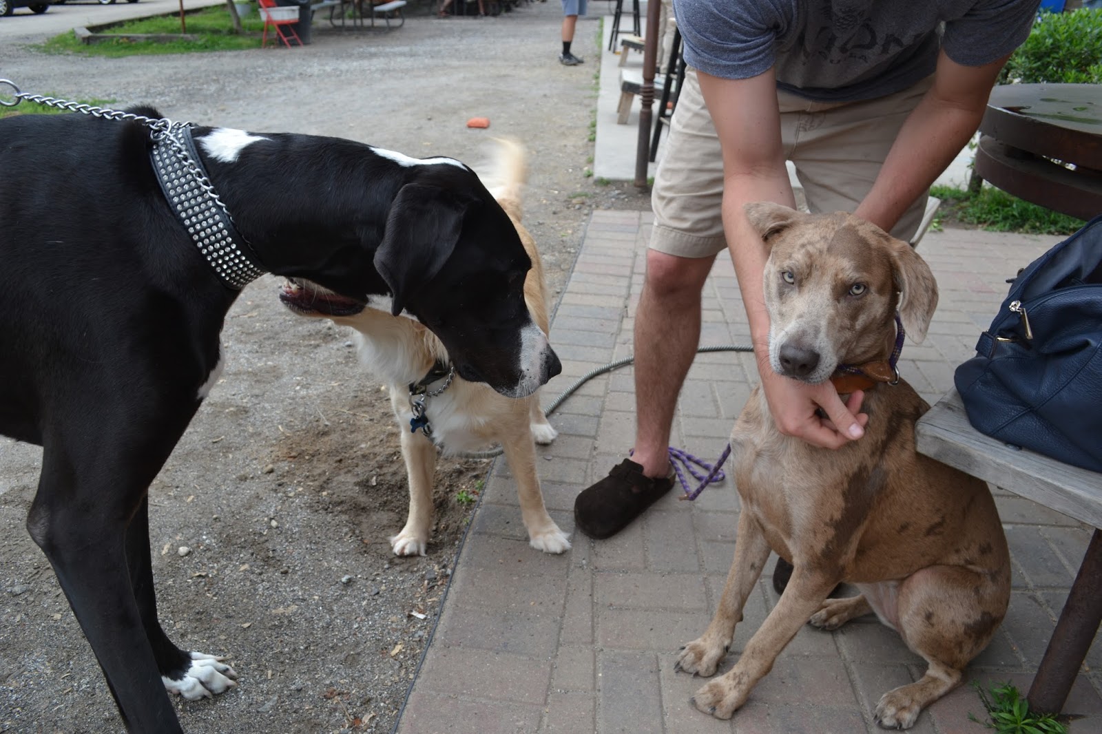 On The Road With Zuma: Cock-a-Doodle-Schnoodle-Doo.