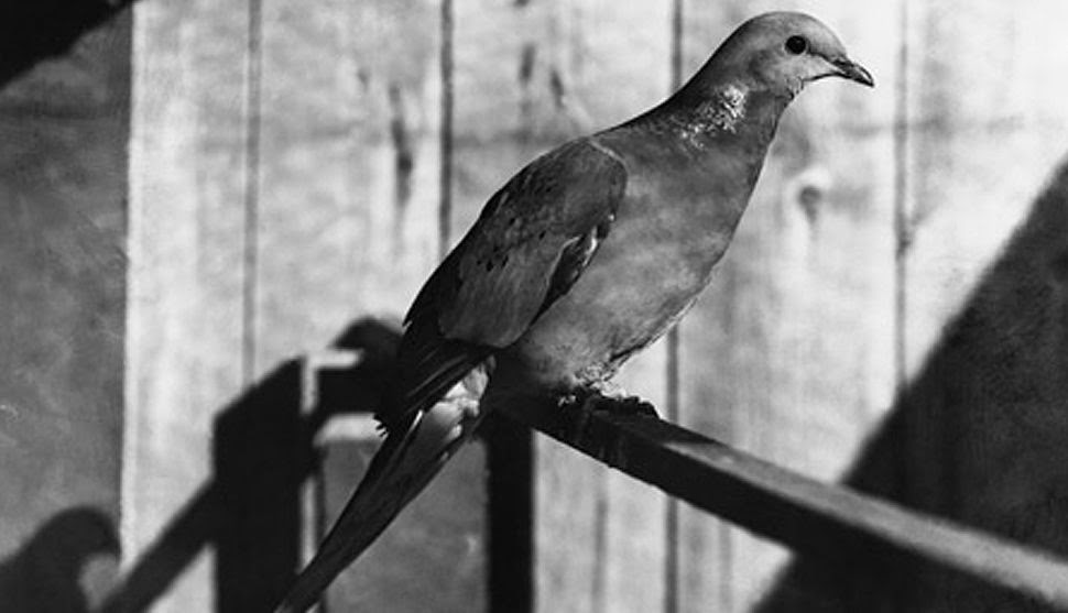 Lake County History: Passenger Pigeons in Lake County
