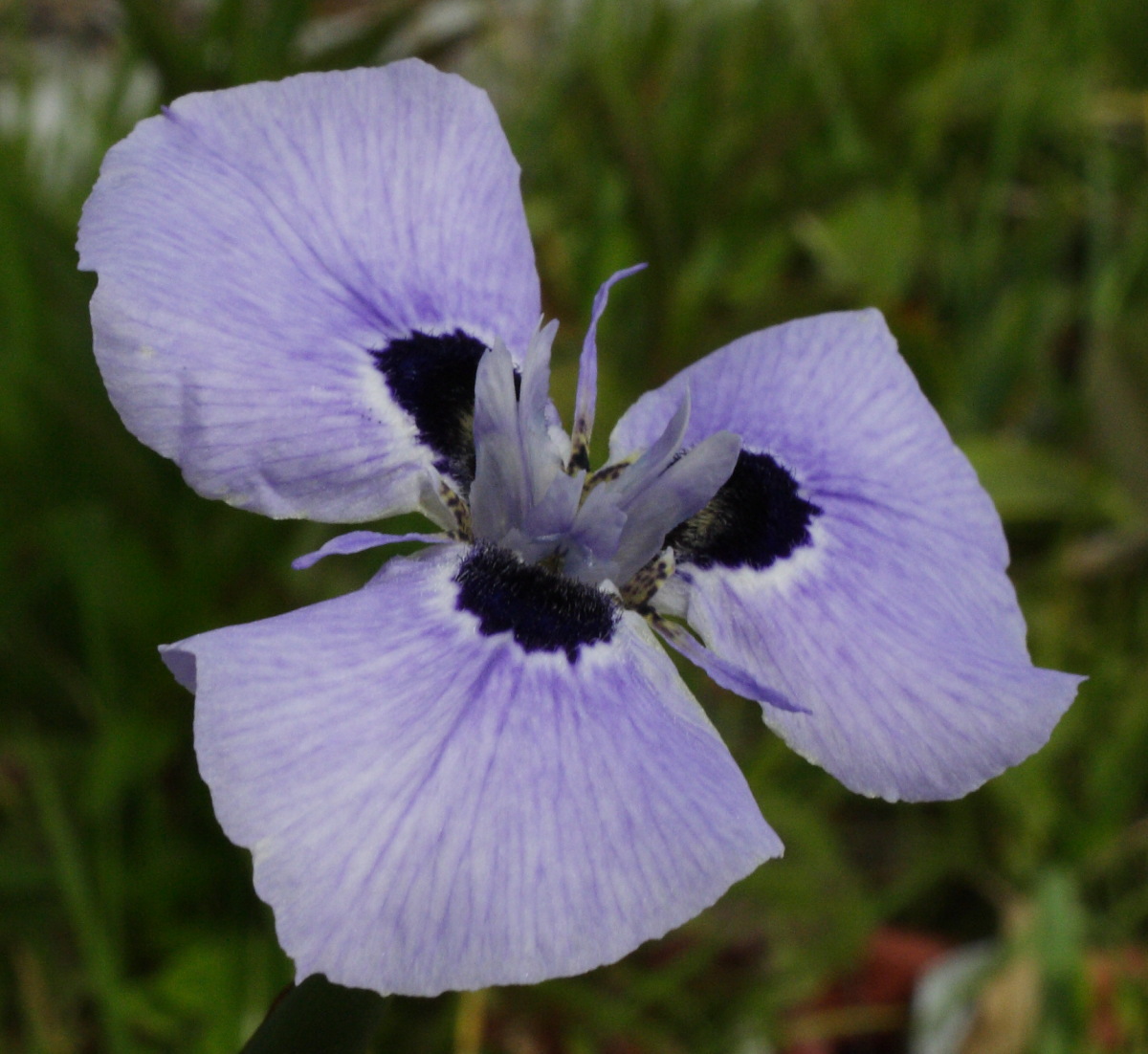 Growing Cool Plants: Moraea MM 13-182