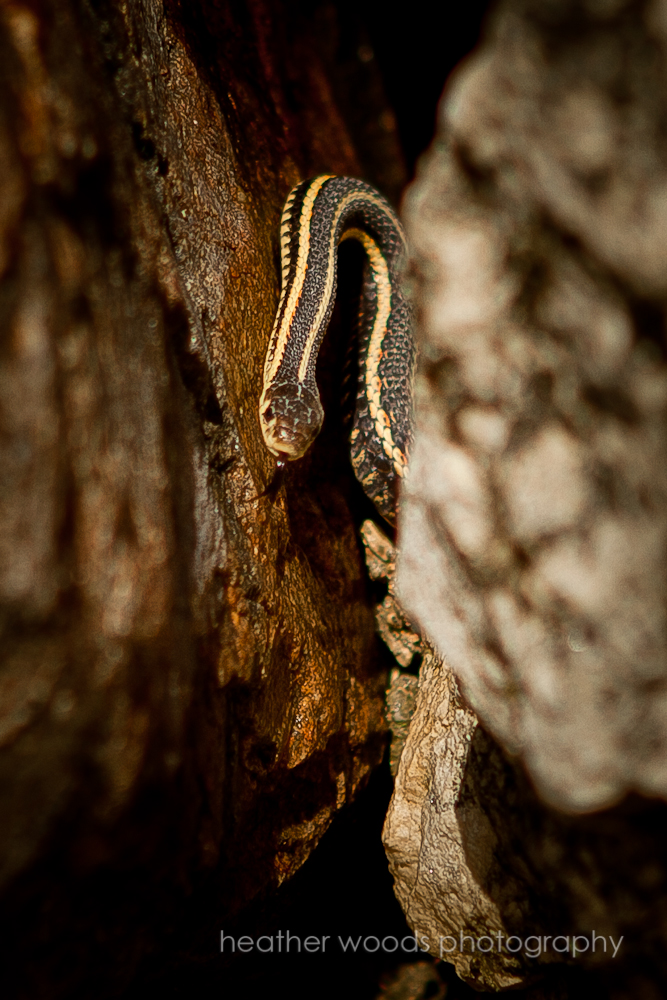 Family Things to Do in Winnipeg & in Manitoba: Snake Dens; CHECK!