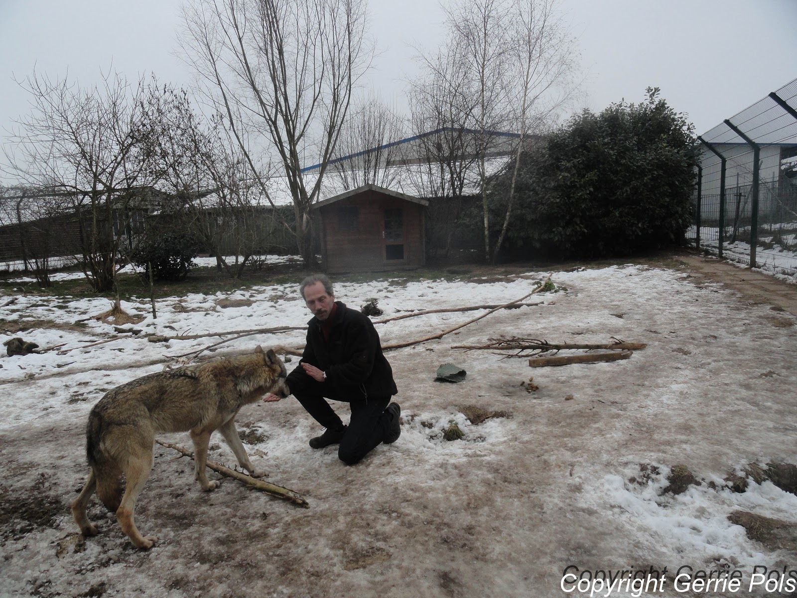 wolvenstreken: Weer een dagje tussen de wolven.