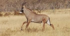 Dinatla Game Breeding: Te Koop: Swart Rooibok Ram