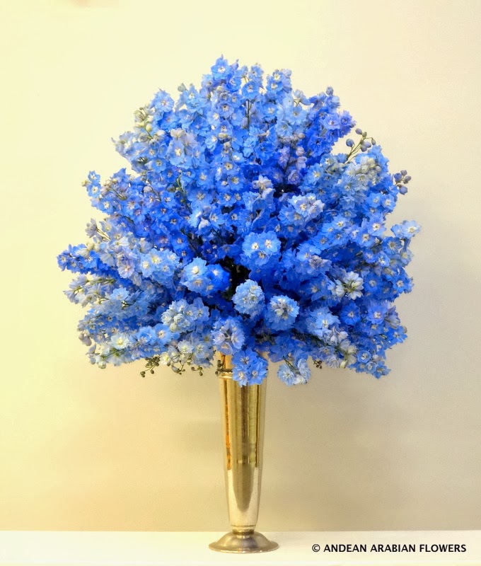 Andean Arabian Flowers: Another favourite......