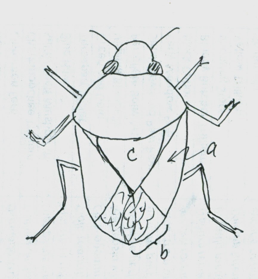 Nature Ramblers: What is a true bug?