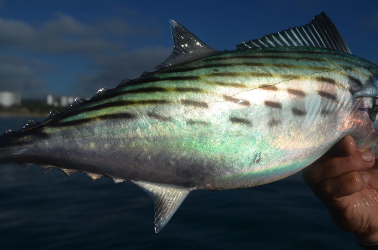 born to fly fish: Atlantic Bonito in Mossel Bay