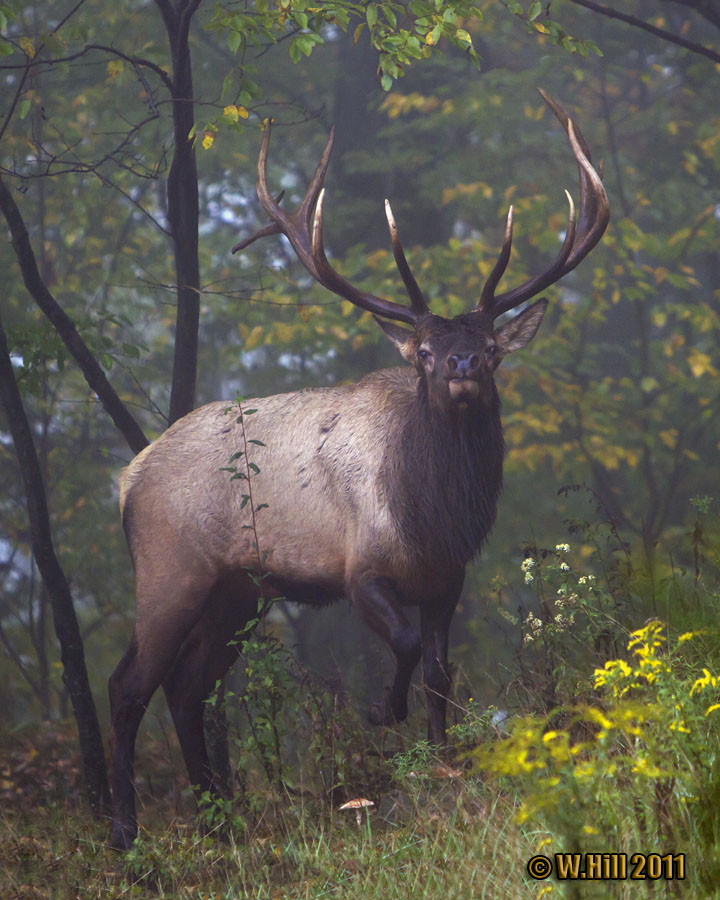 Pennsylvania Wildlife Photographer: 2011 Pennsylvania Elk Season Nears