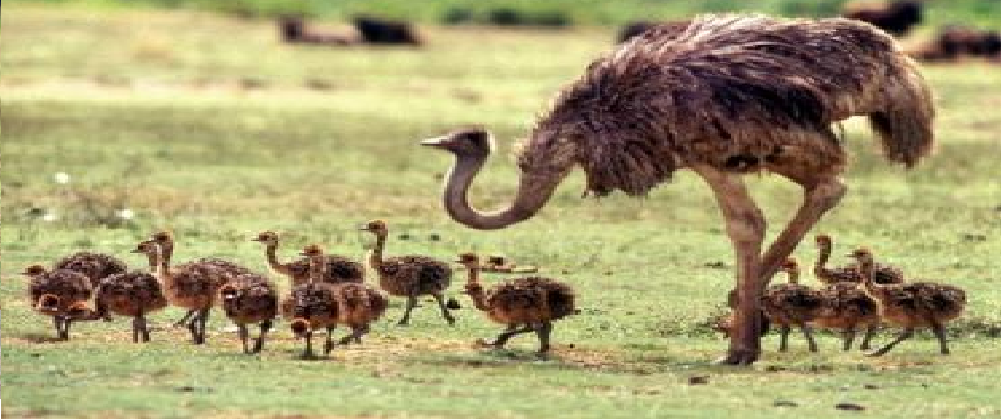 ÉRIKA MODA: AVESTRUZ