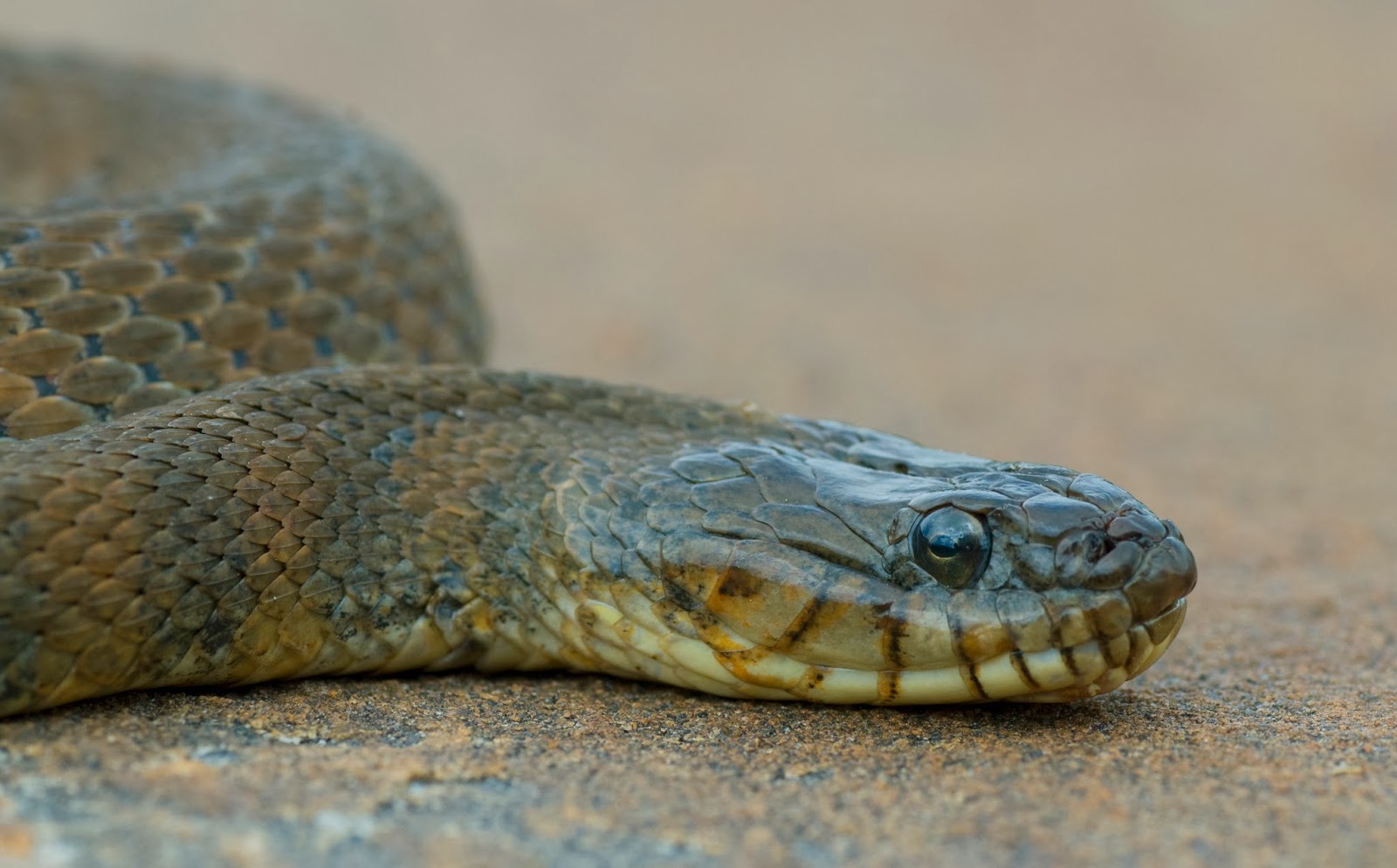 Explorations of an Ecologist: The snakes of Ontario -part 2