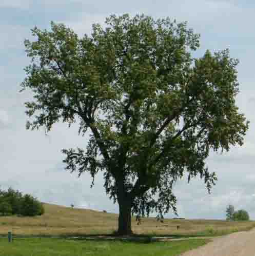 PlantsPedia: Eastern Cottonwood Tree
