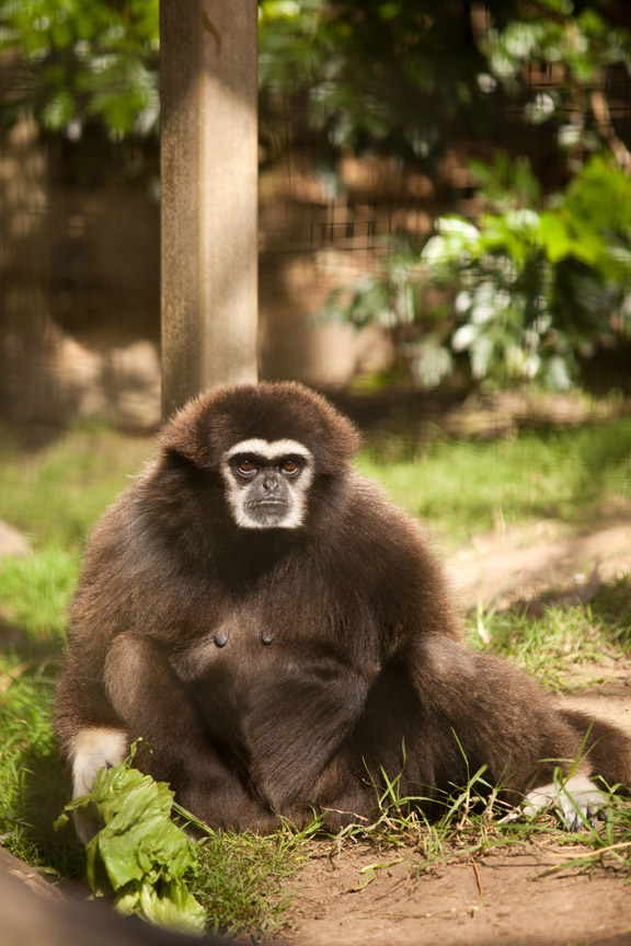 Robertsons Great Aussie Adventure: MOGO ZOO