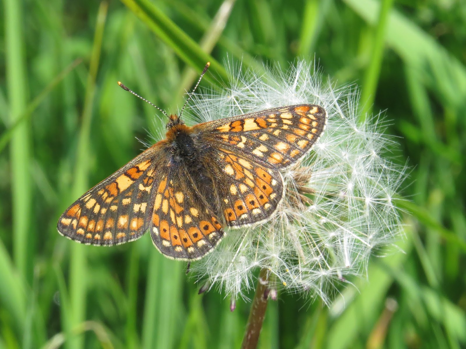 Heather's Nature Notes: MORGAN'S HILL BUTTERFLIES