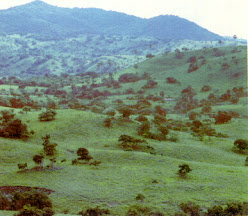 GEOGRAFI-IWAN: PERSEBARAN FLORA DAN FAUNA DI INDONESIA