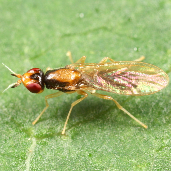 Variety of Life: Psilidae