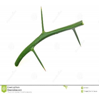 UNIT 1. PARTS AND FUNCTIONS OF A PLANT