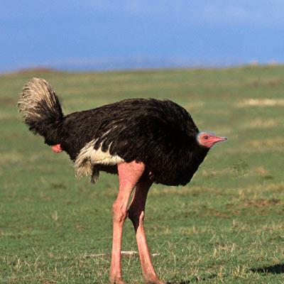 Wild Animals And Birds: Animals Without Neck Wallpapers