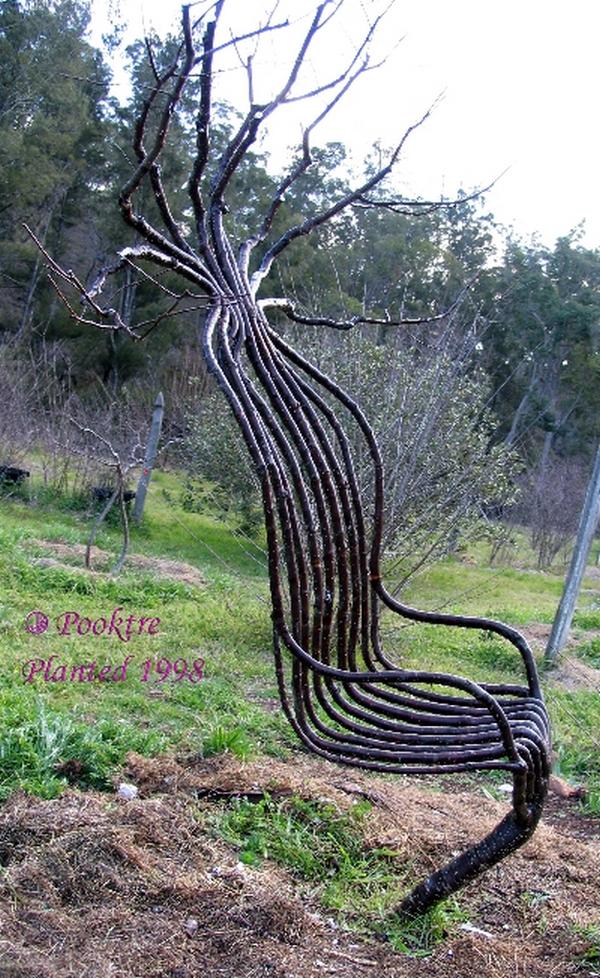 The Unusual Tree Shapes | Weird Things, Weird Pictures, Photo Blog
