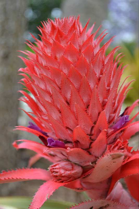 TheA+ Photography: Ornamental Red Pineapple