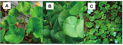 Hijau Melangit: Pegaga Part 1 (Jenis)