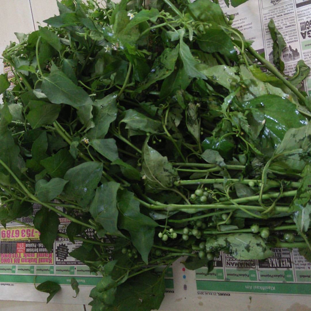 Resepi Masak Lemak Putih Pucuk Meranti Sedap