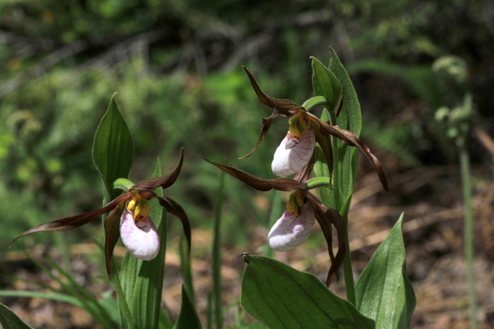 Native Orchids of the Pacific Northwest and the Canadian Rockies (and ...
