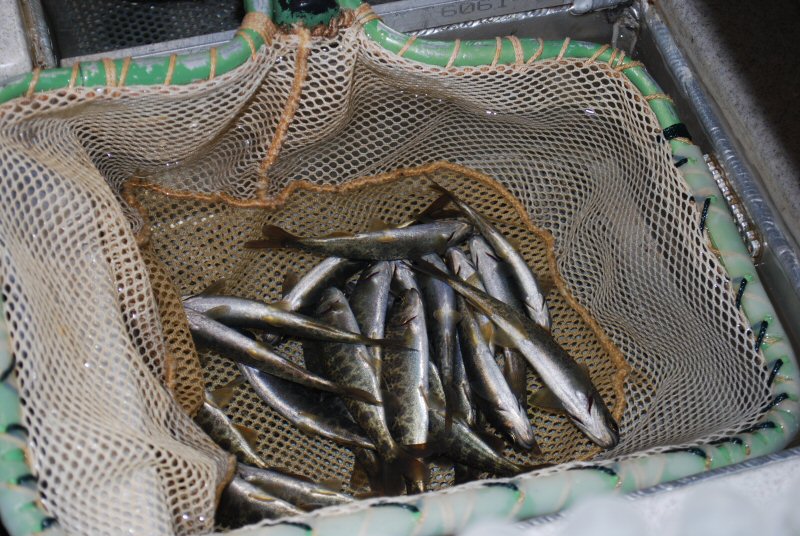 The Dish on Fish: January 2012