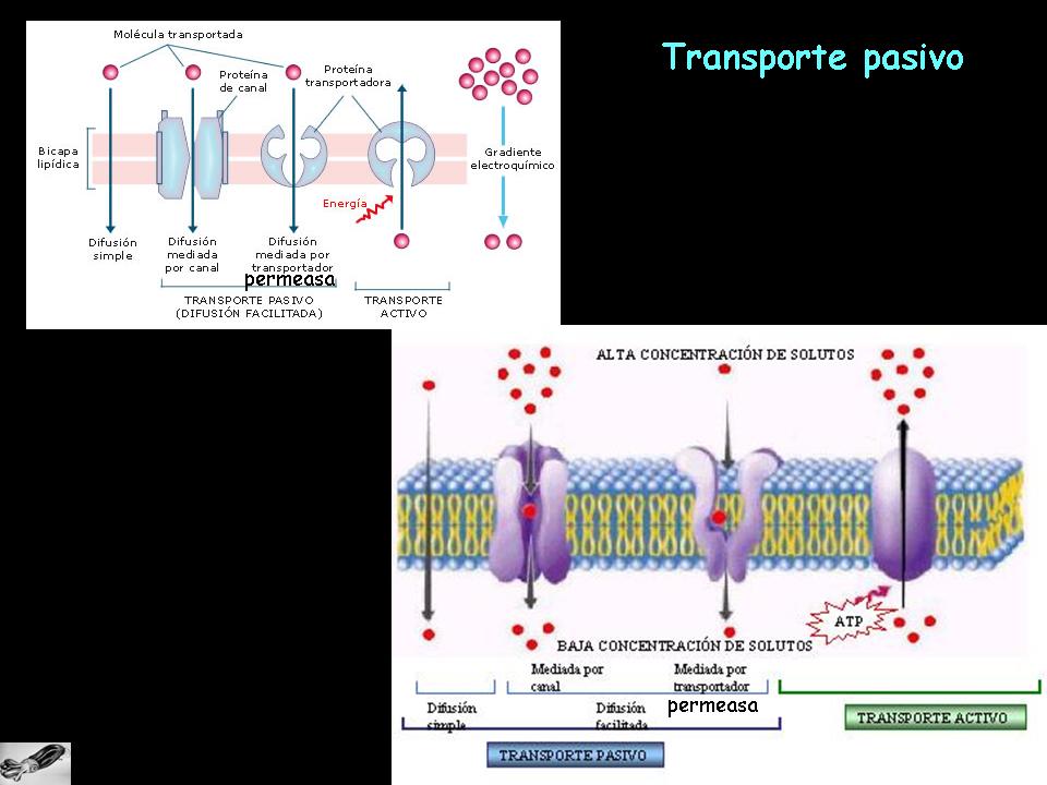 ...y la vida evolucionó: Membrana plasmática: funciones y transporte-4/15